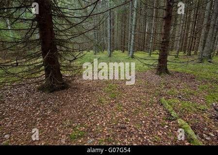 Spruce trees in a nature reserve under a snow bank at sunrise in ...