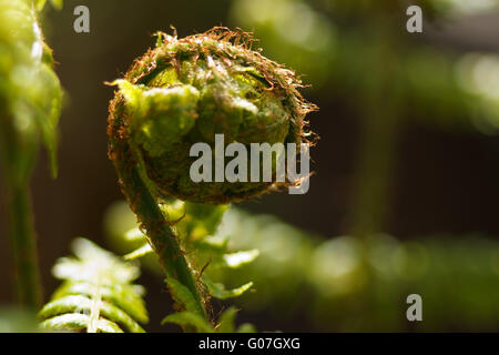 Remote wood fern - Dryopteris remota Stock Photo - Alamy