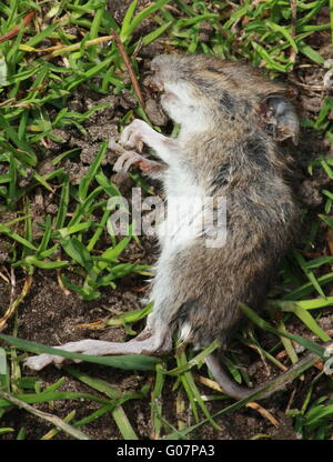 A small dead mouse Stock Photo - Alamy