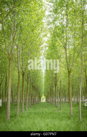 poplar trees plain forest trees cultivation for paper pulp Italy Stock ...