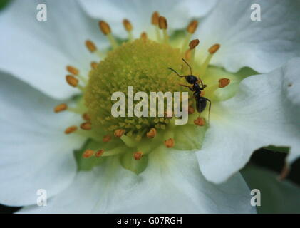 Macro shot of a strawberry flower with stamens and pollen Stock Photo ...