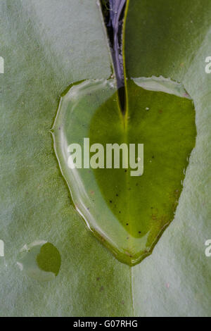 heart water drop on leaf Stock Photo - Alamy