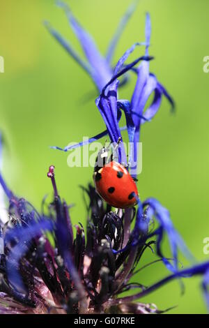 A ladybug on a blue flower Stock Photo - Alamy