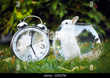 Rabbit in the aquarium Stock Photo - Alamy