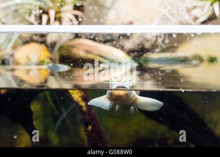 Four-eyed fishes, (Anableps) swimming in Suriname river, Paramaribo ...