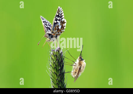 A photo of a Grizzled Skipper Butterfly Stock Photo - Alamy