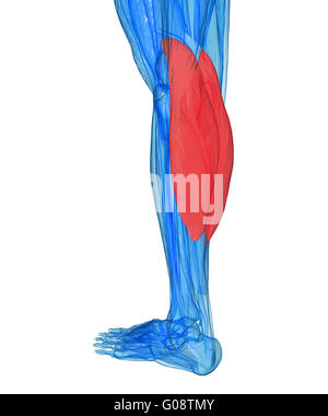 Calves - Anatomy Muscles Stock Photo - Alamy