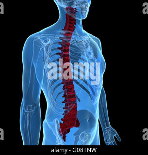 Structure of human skull and spinal column illustration Stock Photo - Alamy