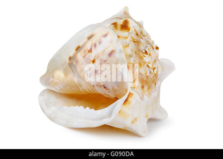 Macro photography of a nautilus shell cut in half, an ancient pelagic ...