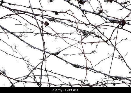 The ivy runner Stock Photo - Alamy