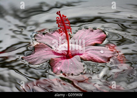 Hibiscus flower floating on water Stock Photo - Alamy