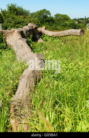 Knobby tree log Stock Photo - Alamy