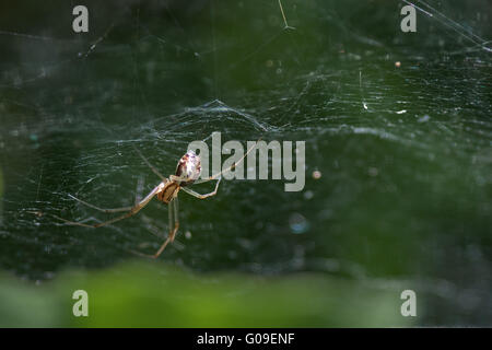 sheet-web spider, Money Spider, sheet-web weaver, line-weaving spider ...