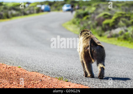 Cute monkey walking on road in Thailand Stock Photo - Alamy