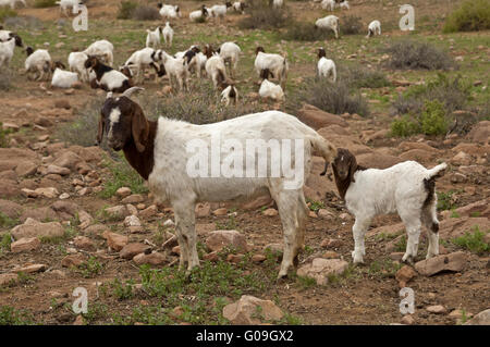 Herd of Boer goats near Kuboes, Richtersveld, Northern Cape province ...