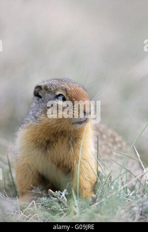 Wild ground-squirrels rodents marmotini animals in natural habitat ...
