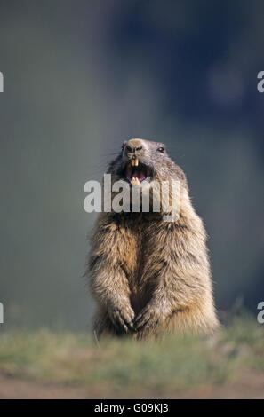 Alpine Marmot (Marmota marmota), whistling warning call, Grossglockner ...