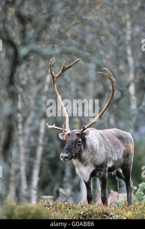 Reindeer, in the mating season, the bulls will fight for access to ...