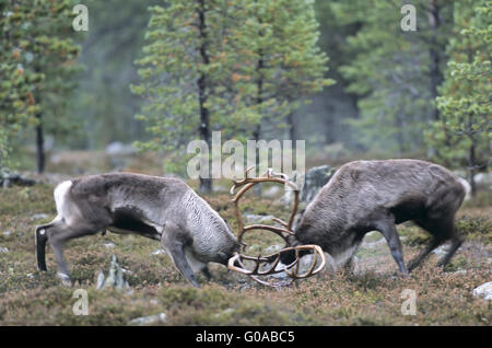 Bull Reindeer fighting in the rutting season Stock Photo - Alamy