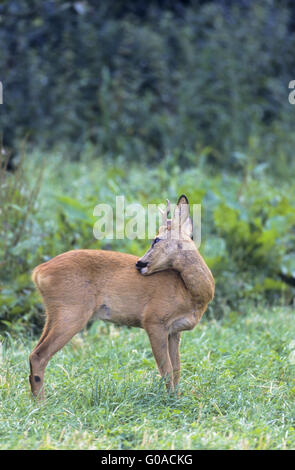 Roe deer / Reh ( Capreolus capreolus ) with abnormal regrowing antlers ...