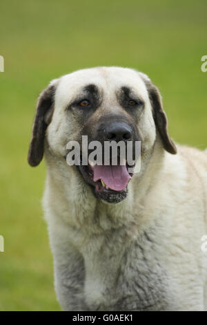 Anatolian Shepherd Dog - (Karabash Stock Photo - Alamy