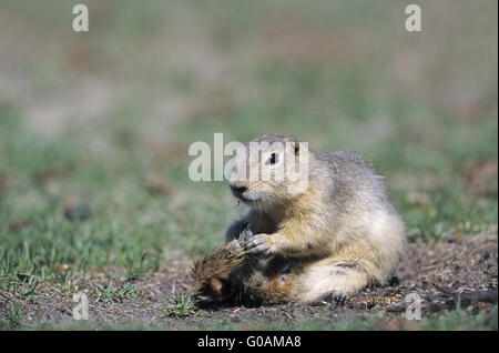 Richardsons Ground Squirrel grooming-(Flickertail Stock Photo - Alamy