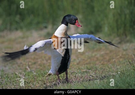 One Common Shelduck gander clapping the wings Stock Photo - Alamy