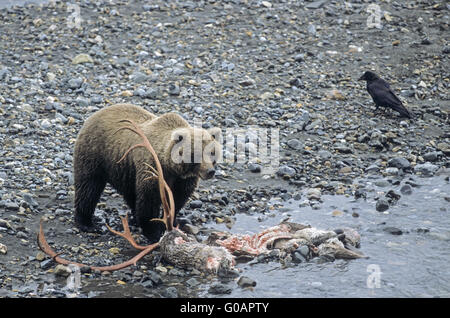 Grizzly Bear standing near a Caribou cadaver Stock Photo - Alamy