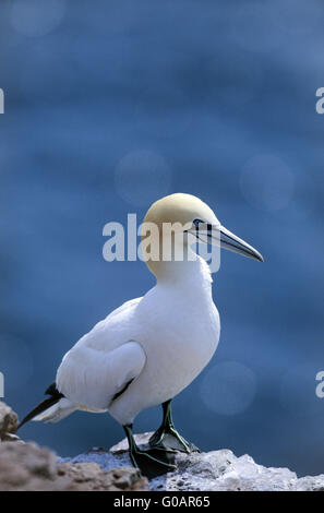 Red Rock of Helgoland Island with Gannets and Radio Tower, Germany ...