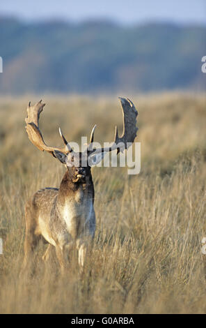 Brunftzeit Damwild,Cerviden,Dama Dama,Damhirsch,Damhirsche,Damwild ...
