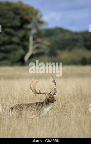 Brunftzeit Damwild,Cerviden,Dama Dama,Damhirsch,Damhirsche,Damwild ...