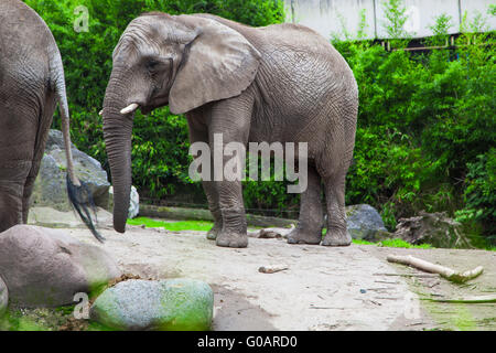 african bush elephant in zoo Stock Photo - Alamy