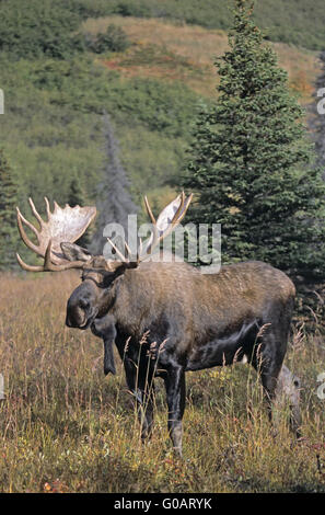 Bull Moose stands alert looking in the taiga Stock Photo - Alamy