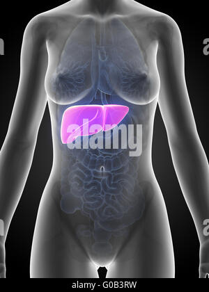 3d rendering medical illustration of the liver Stock Photo - Alamy