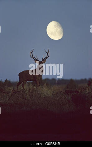 Red Deer (Cervus elaphus) and moon Stock Photo - Alamy