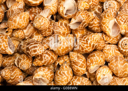 Bunch of sea shells Stock Photo - Alamy