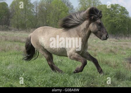 Pferd im Galopp / running horse Stock Photo - Alamy