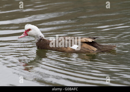 White goose or musk duck on green grass Stock Photo - Alamy
