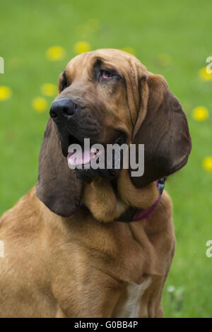Bluthund Portrait / Bloodhound Portrait Stock Photo - Alamy