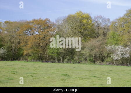 Trees in Bourne Woods Lincolnshire UK - Spring Stock Photo - Alamy