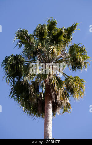 A vertical shot of a palm tree trunk in a rural area on a sunny day ...