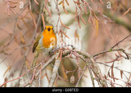 A macro of an European robin on a tree branch Stock Photo - Alamy