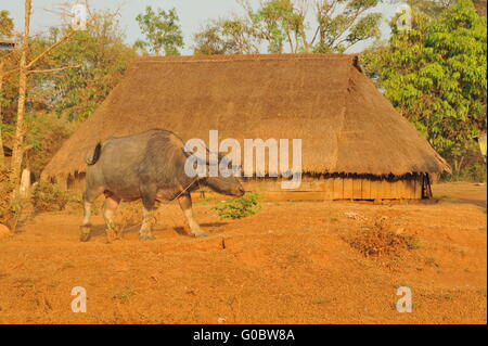 Traditional Bunong house w/ thatched roof, Mondulkiri Province ...