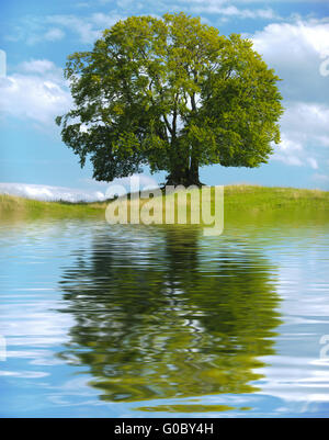 Spring beech forest in White Carpathians, Southern Moravia, Czech ...