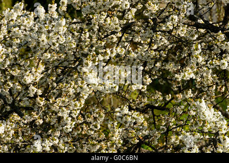 White cherry flowers. The branches of a blossoming tree. Cherry tree ...