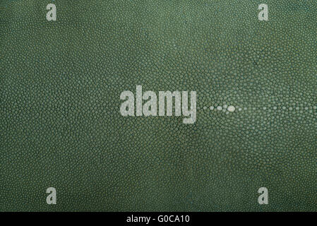Stingray exotic fish leather, hide, skin in steel color Stock Photo - Alamy