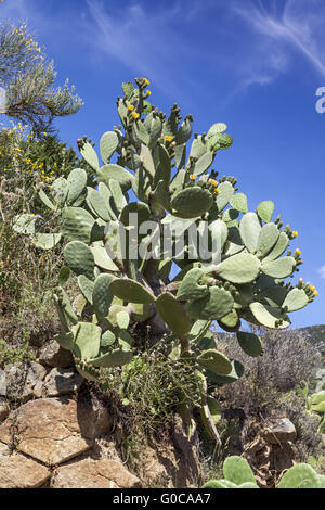 Wild prickly pear, Opuntie cactus in crete. High quality photo Stock ...