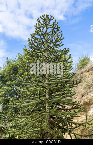 Araucaria araucana, Chilean pine or Monkey Puzzle Tree trunk detail ...