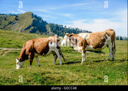 Milk Cows in the Austrian Alps on the Mountain Pasture Stock Photo - Alamy
