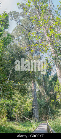 Yellowwood tree in Nature's valley in South Africa Stock Photo - Alamy